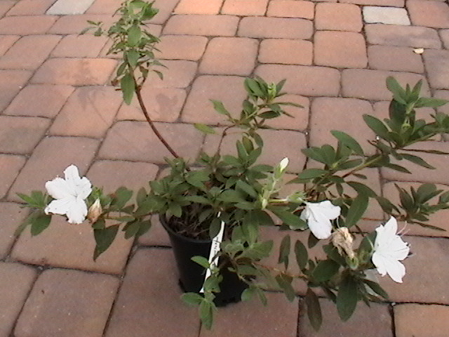 Azalea Gardens
