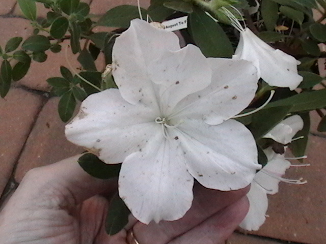 Azalea Gardens