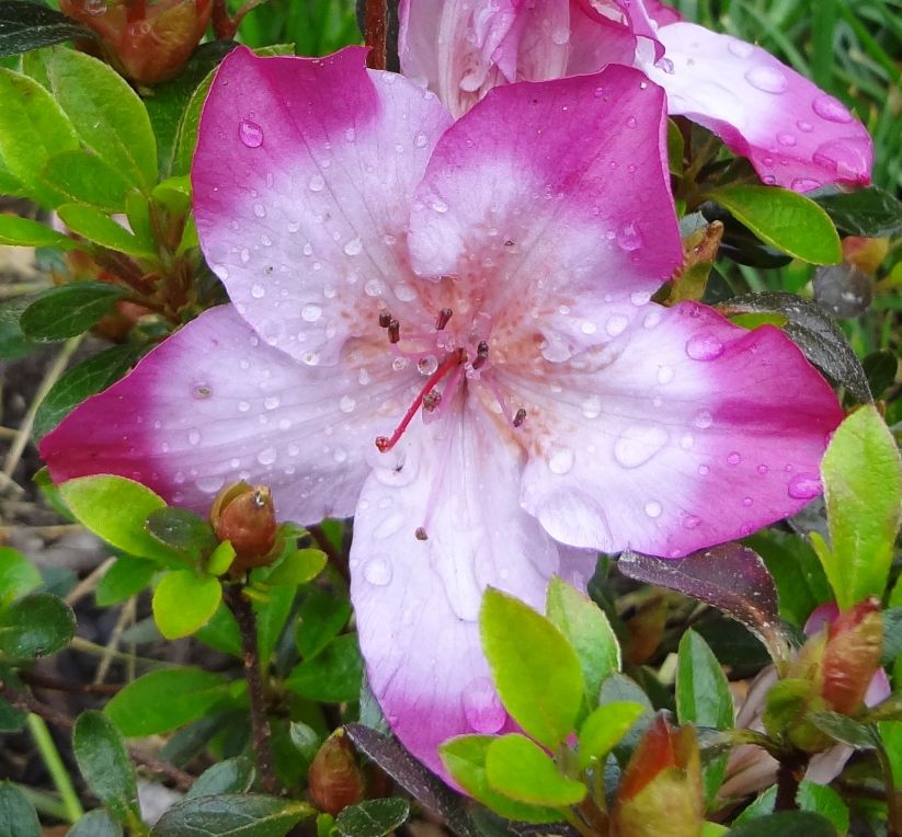 Azalea Gardens