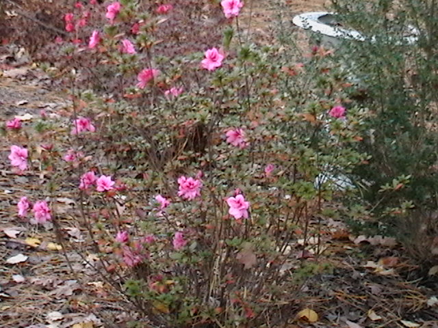 Azalea Gardens
