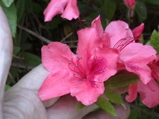 Azalea Gardens