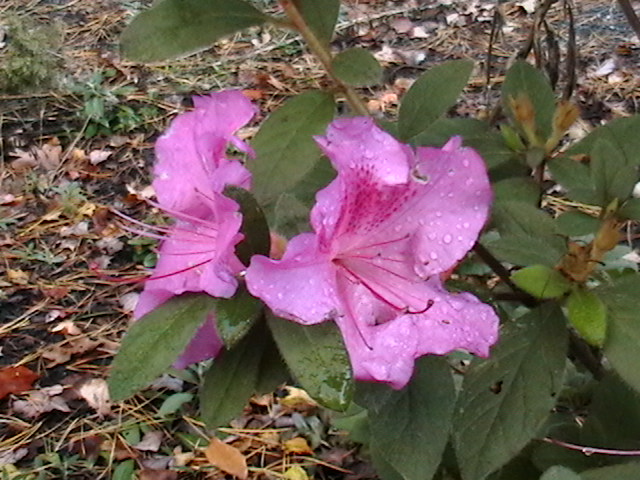 Azalea Gardens
