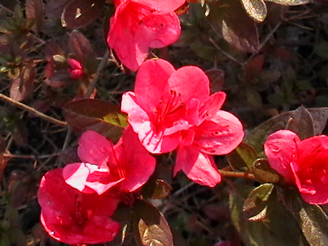 Azalea Gardens